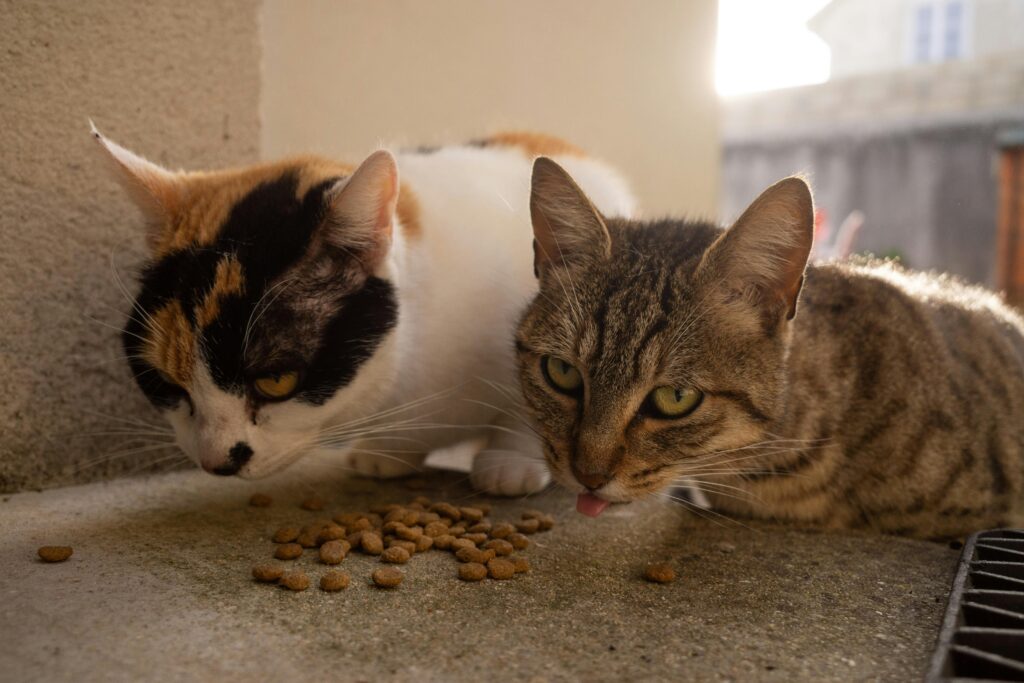 Eco-Friendly Feeding for Feral Cats | Furever Feline Cat Rescue
